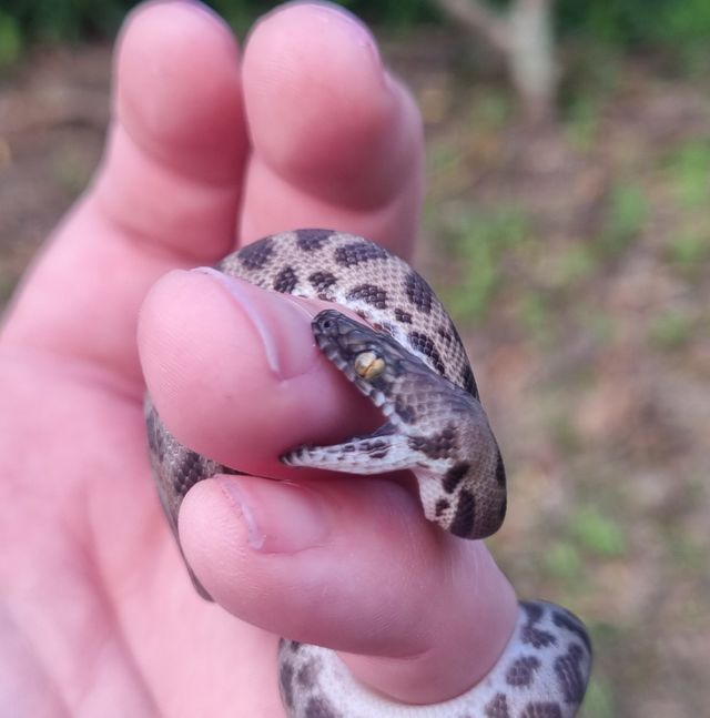python snake baby