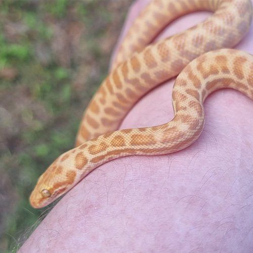 Real Aussie Reptiles | Current Reptiles