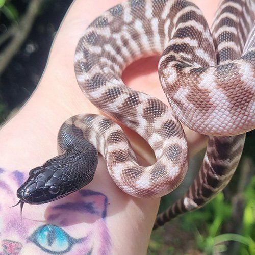 Real Aussie Reptiles | Current Reptiles