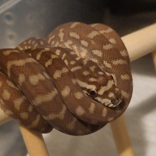 Real Aussie Reptiles | Waitlist