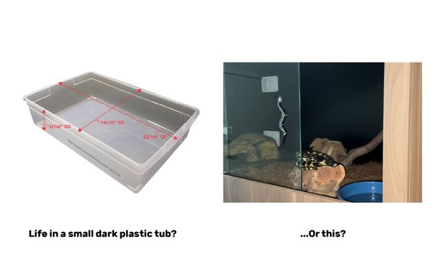 ball python rack system uk