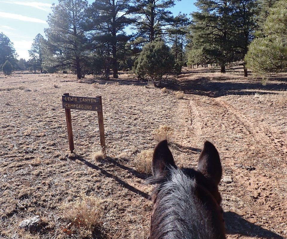 Horseback Riding the White Mountain Trails System