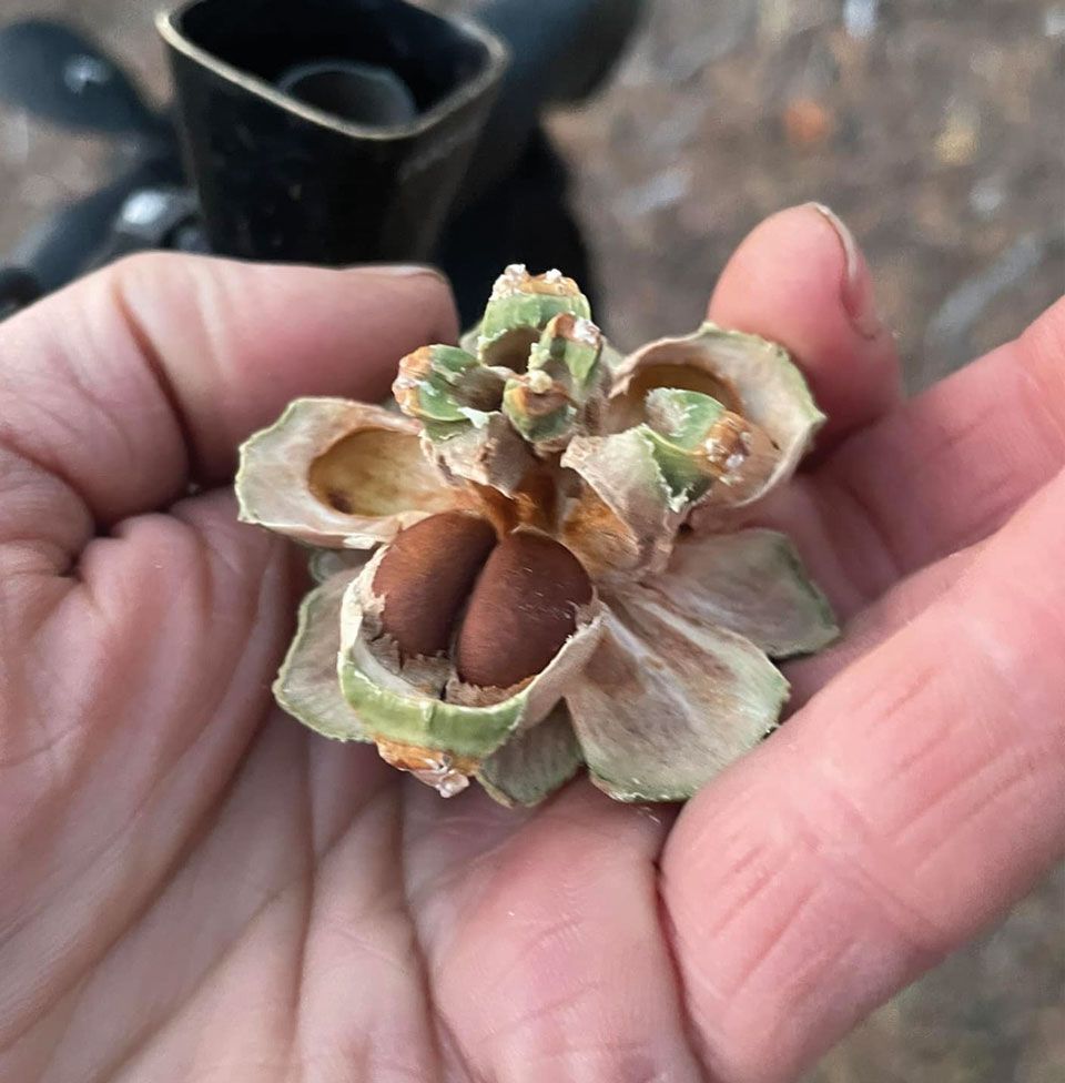 Gratitude for Pinons