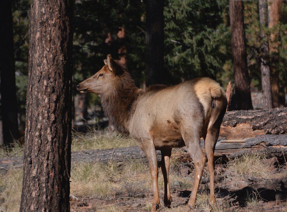 YELLOWSTONE ELK IN ARIZONA
