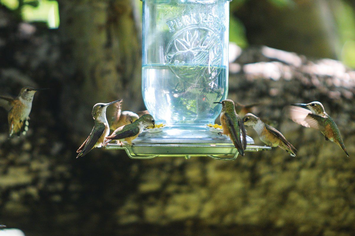 16TH ANNUAL HIGH COUNTRY HUMMINGBIRD FESTIVAL