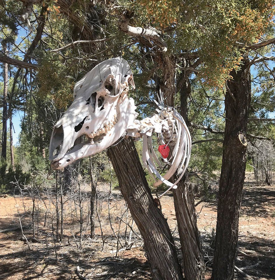 The Roughneck, Fantasy, Naked Trails, Spooky Sights