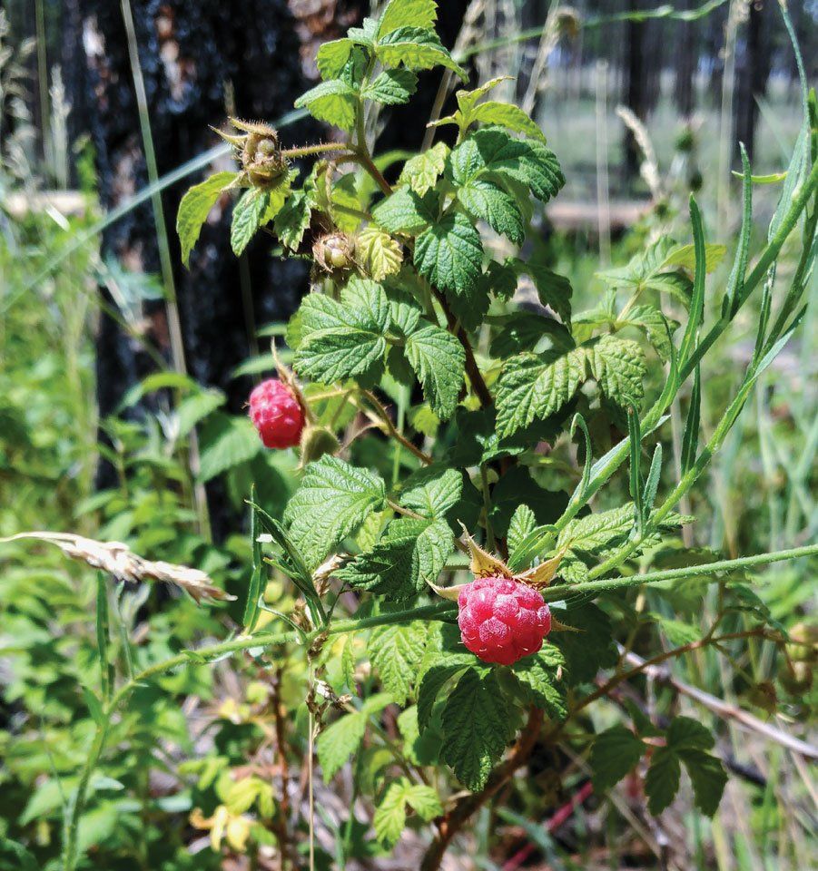 RASPBERRY ROUND-UP