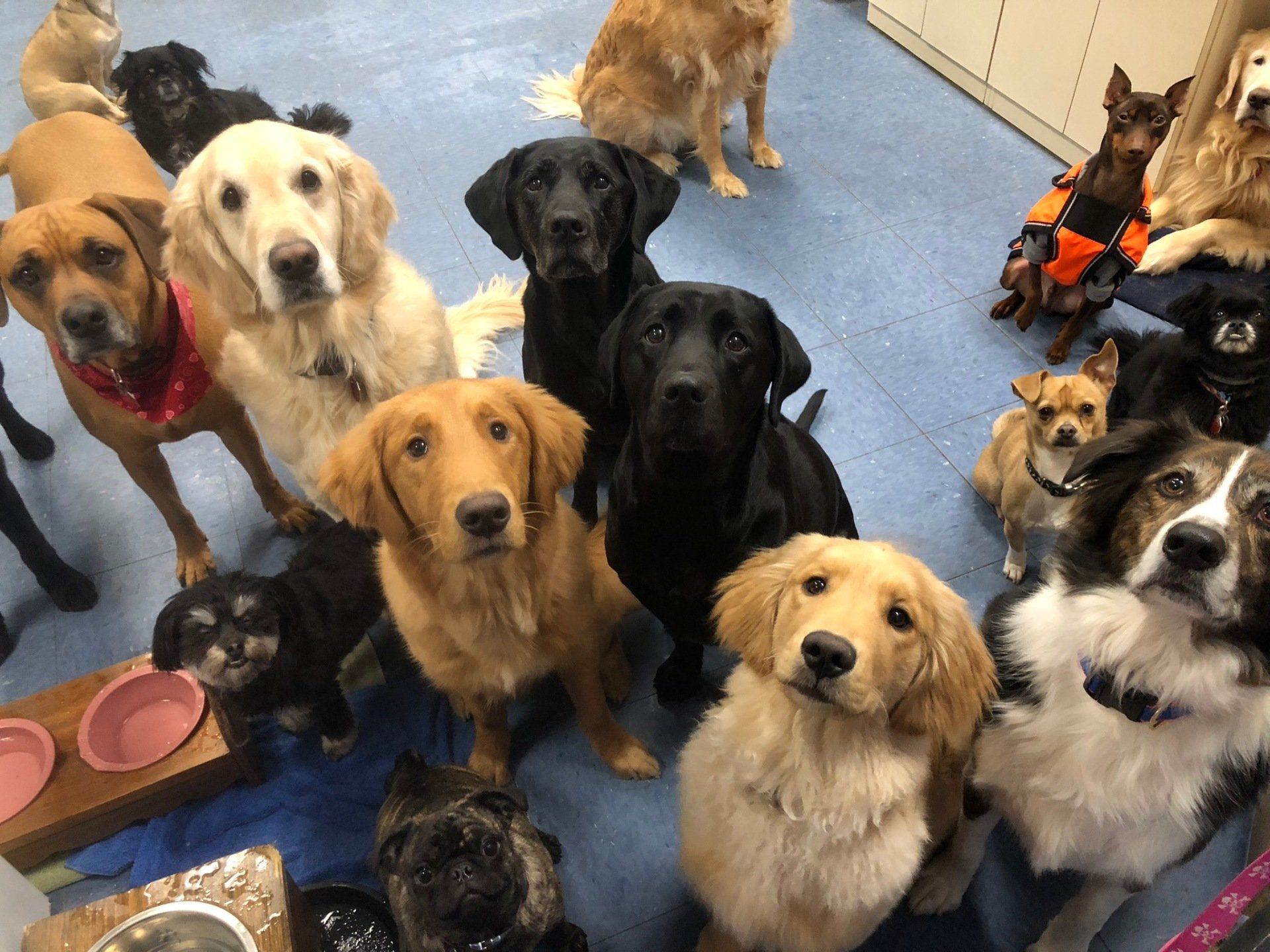 The Mellow Mutt LLC Photo Gallery | Manchester, CT