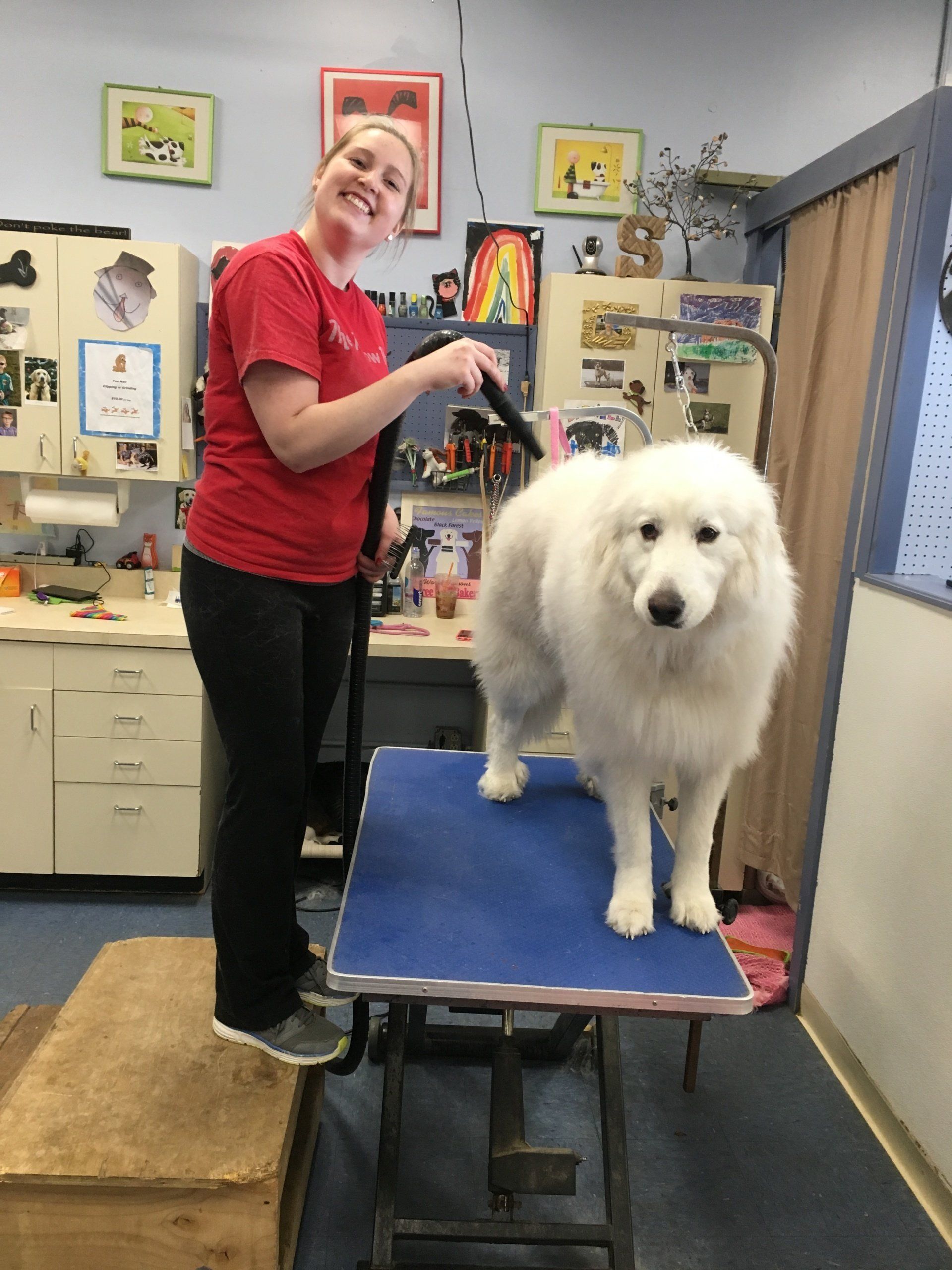 The Mellow Mutt LLC Photo Gallery | Manchester, CT