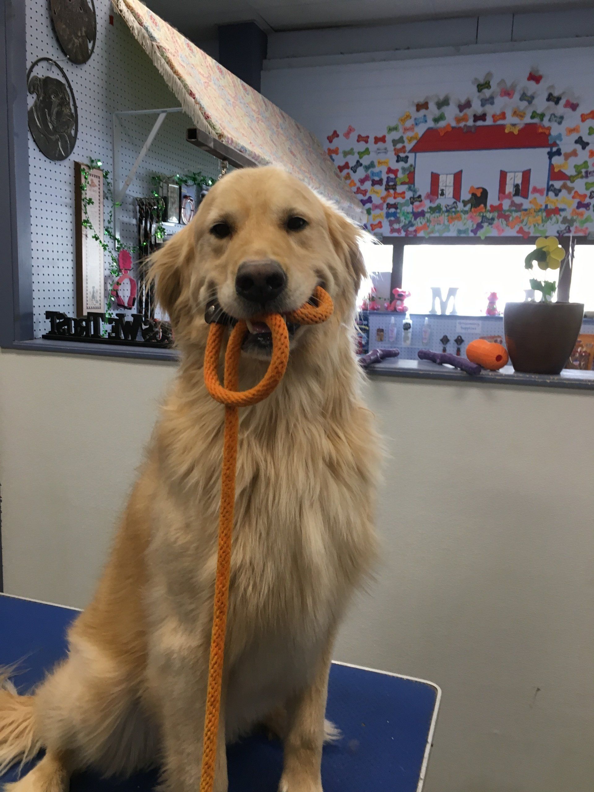 The Mellow Mutt LLC Photo Gallery | Manchester, CT