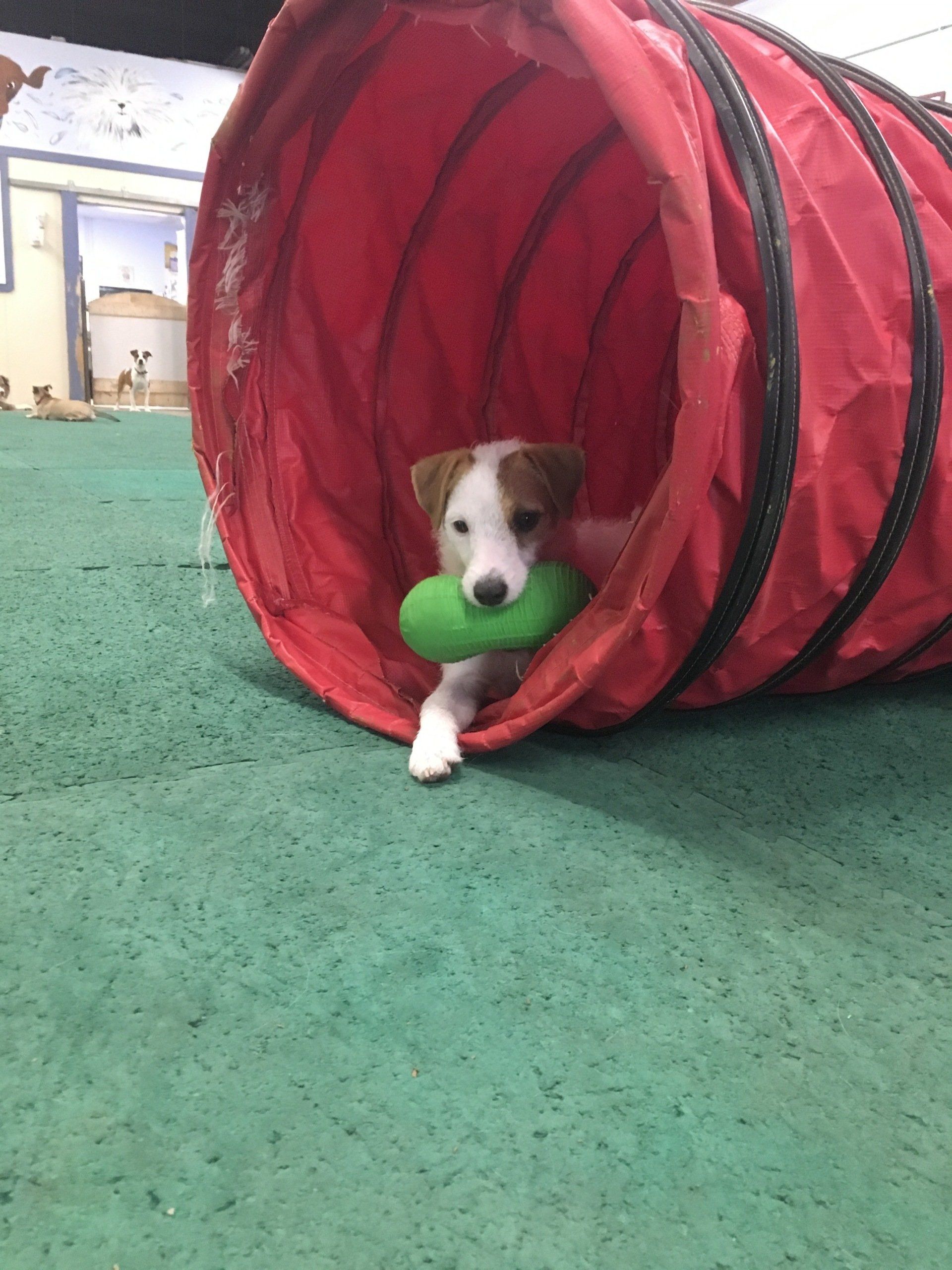 The Mellow Mutt LLC Photo Gallery | Manchester, CT