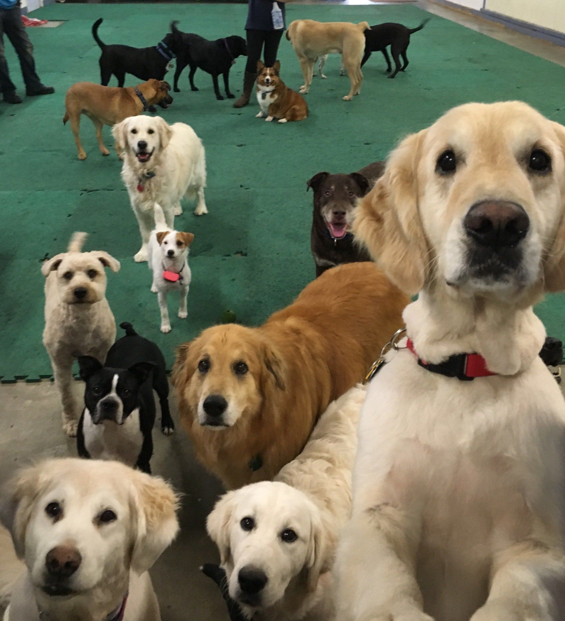 The Mellow Mutt LLC Photo Gallery | Manchester, CT