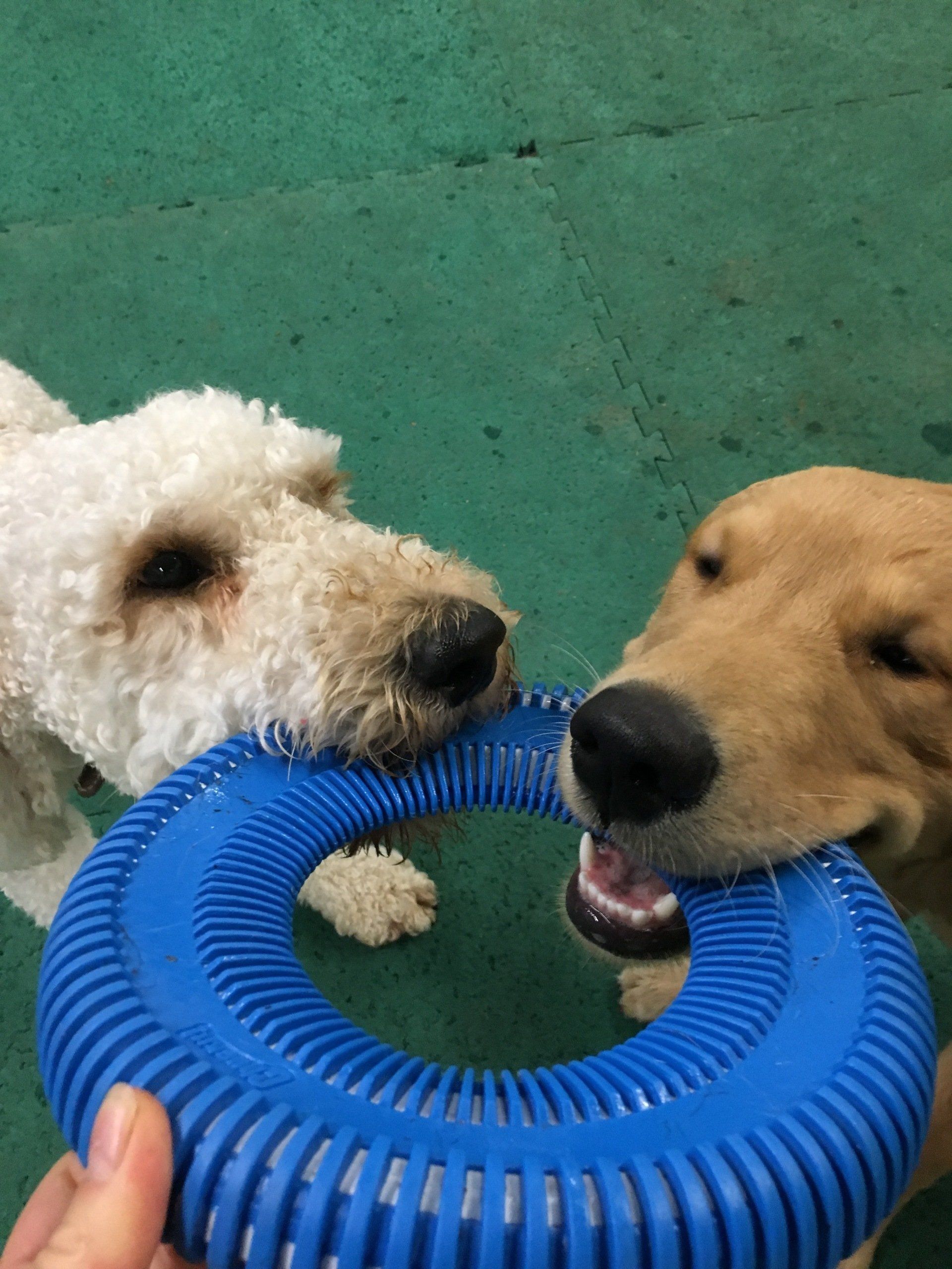 The Mellow Mutt LLC Photo Gallery | Manchester, CT