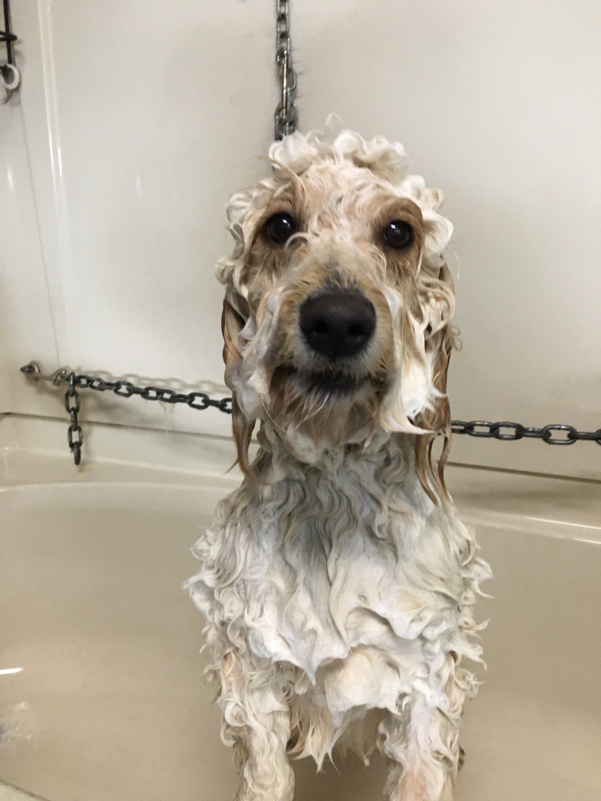 The Mellow Mutt LLC Photo Gallery | Manchester, CT