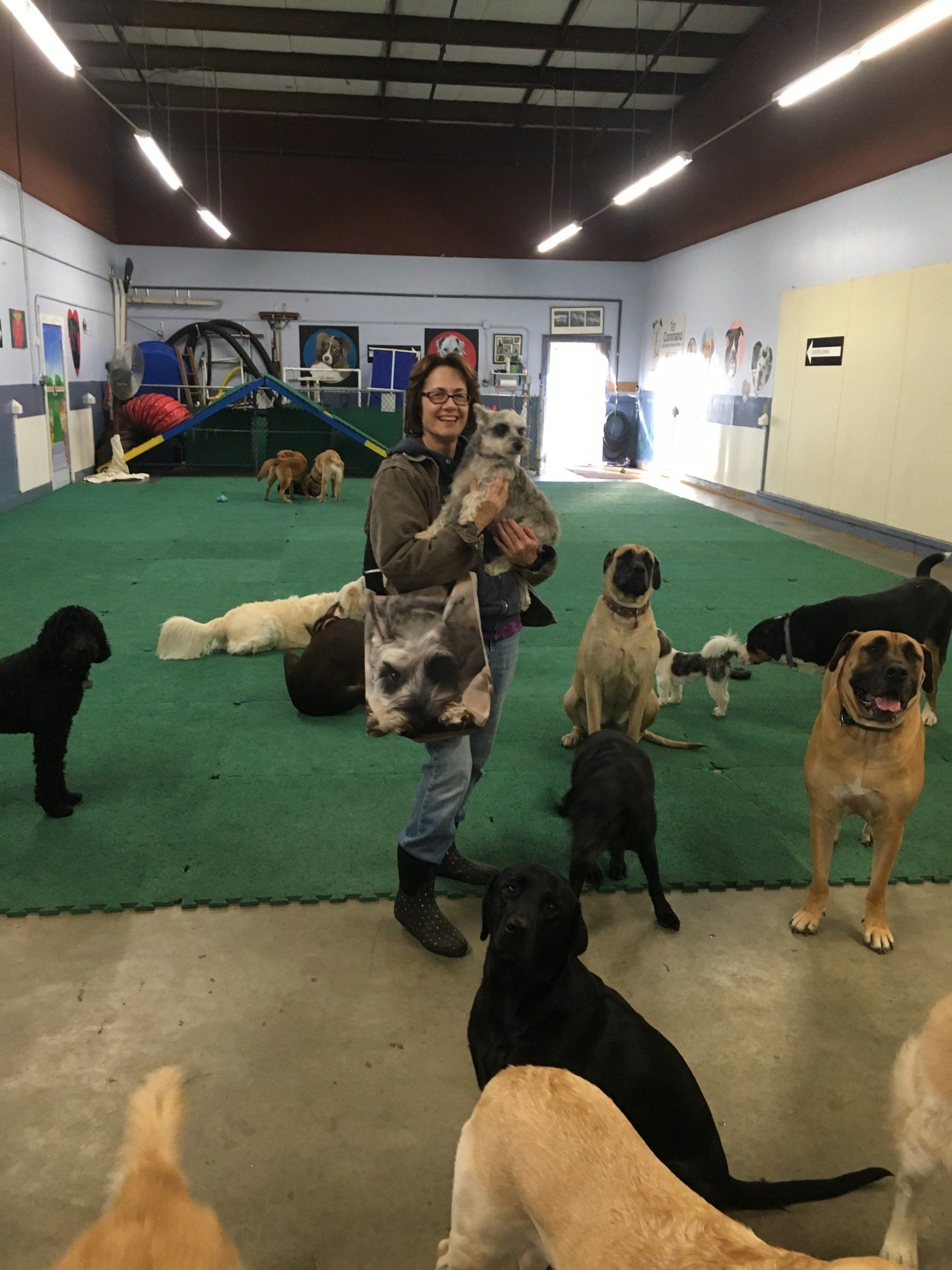 The Mellow Mutt LLC Photo Gallery | Manchester, CT