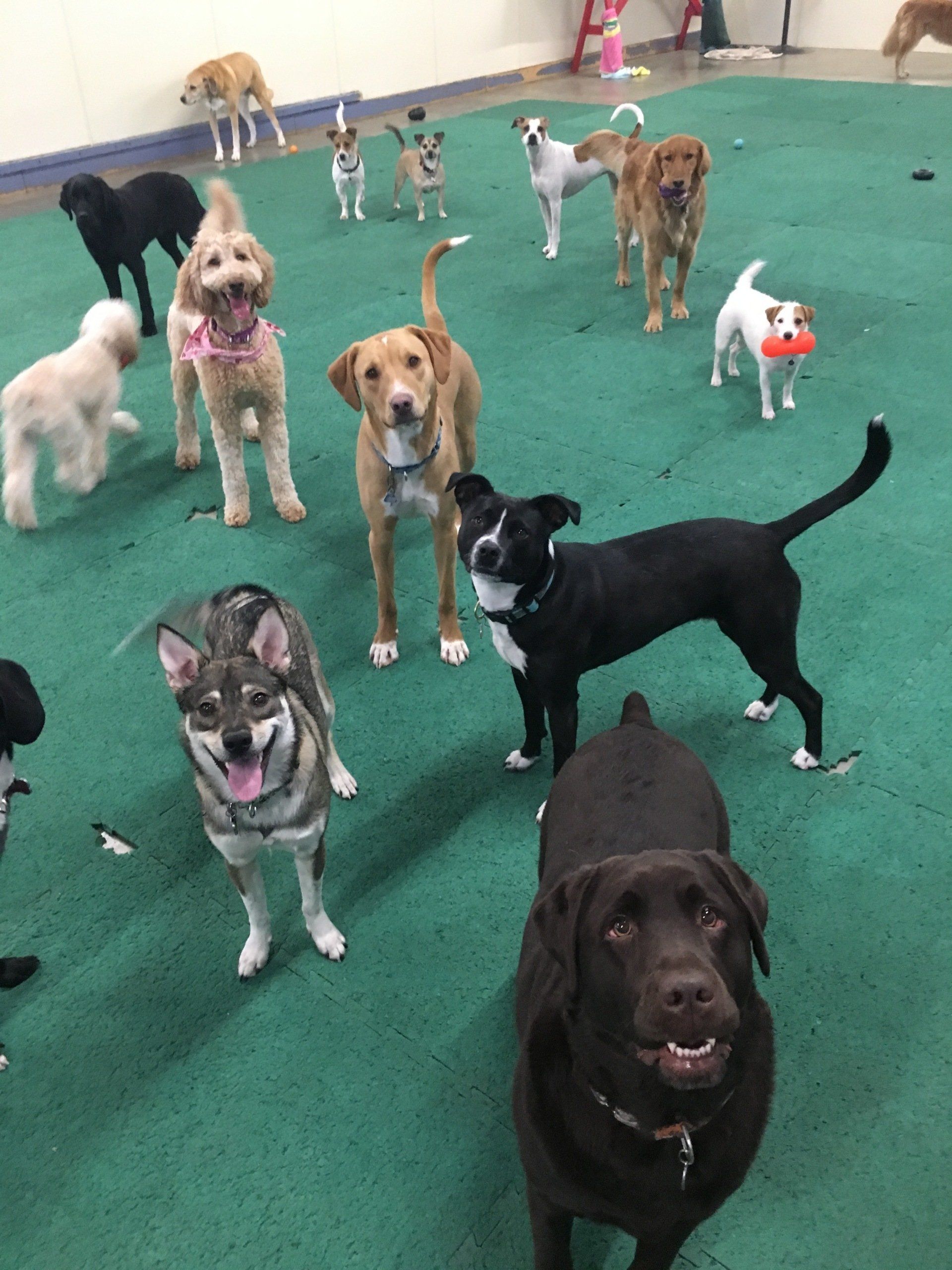 The Mellow Mutt LLC Photo Gallery | Manchester, CT