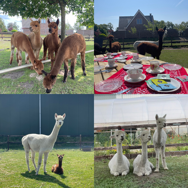 alpaca high tea