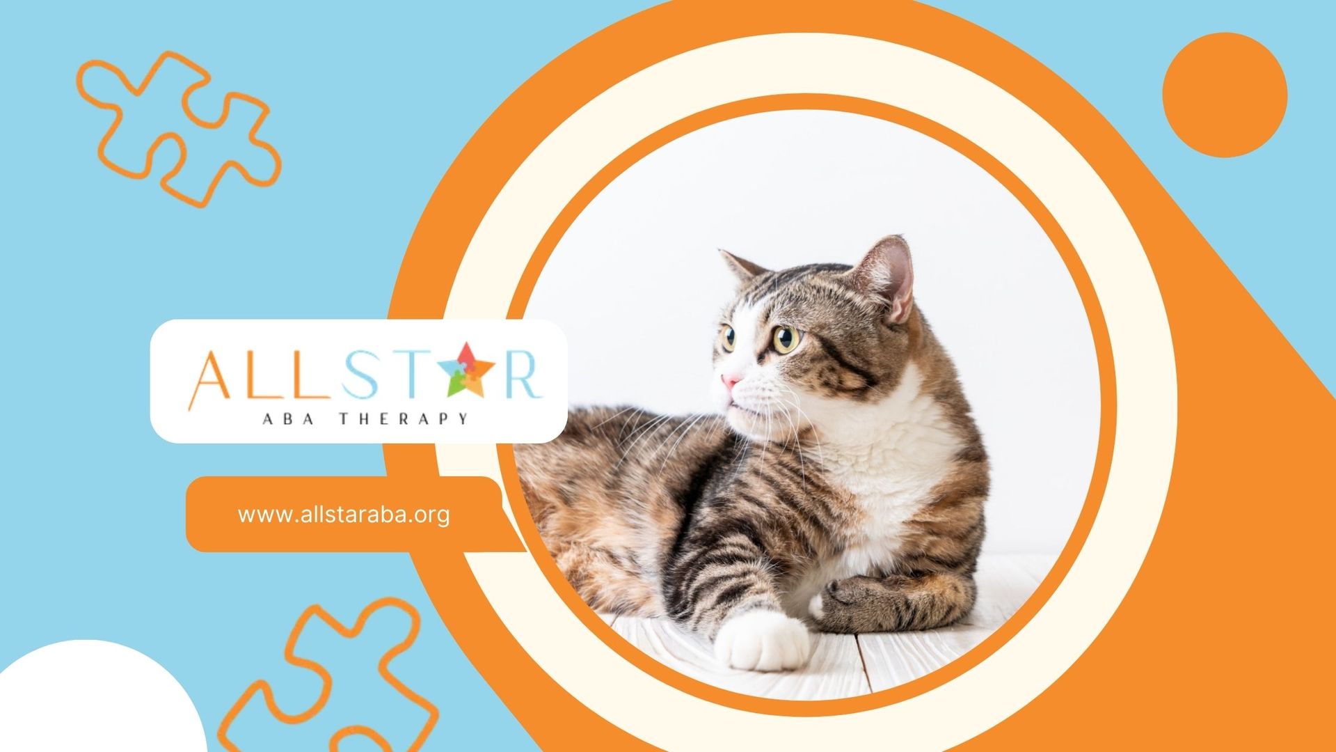 Is it True That All Cats are Autistic? | Autism in Animals