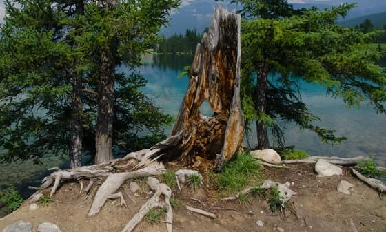 How To Kill Tree Roots After A Tree Removal