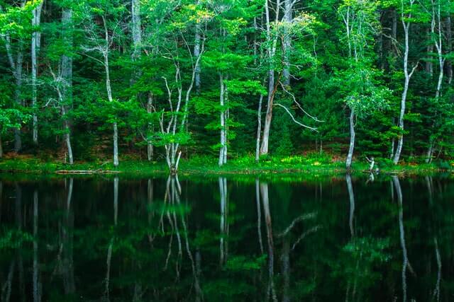 How To Manage Flood Damage To Trees