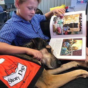 Contact Story Dogs | Australia