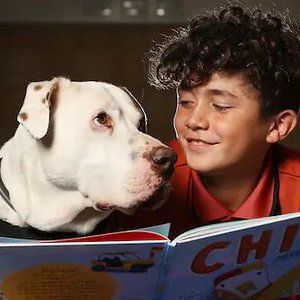 Volunteer in Australia | Story Dogs