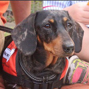 Story Dogs School Programs in Australia | Story Dogs
