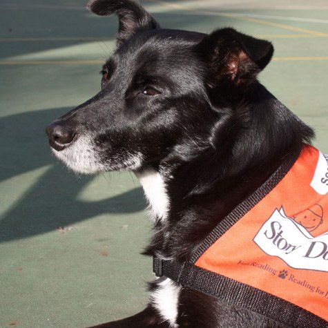 Story Dogs School Programs in Australia | Story Dogs