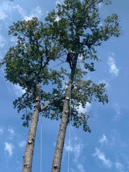 Tree Removal Hattiesburg MS | R/S Tree Service