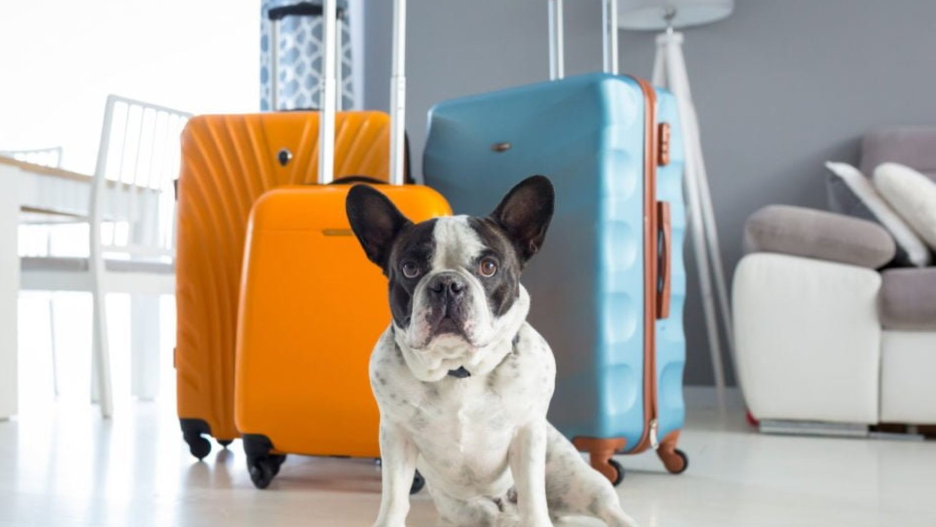 What is the Best Way to Move Across Country With Pets?