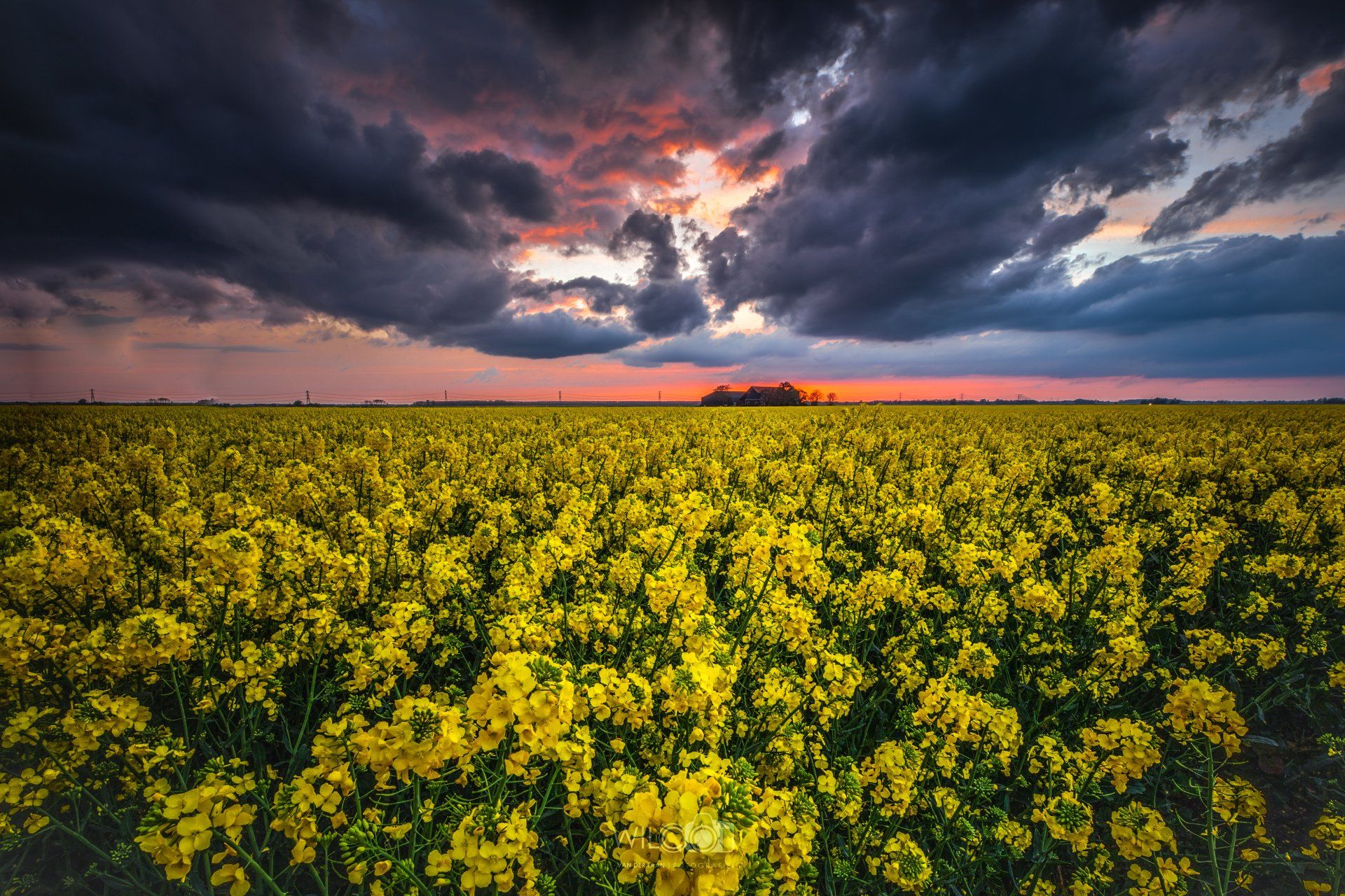 De aantrekkingskracht van koolzaad