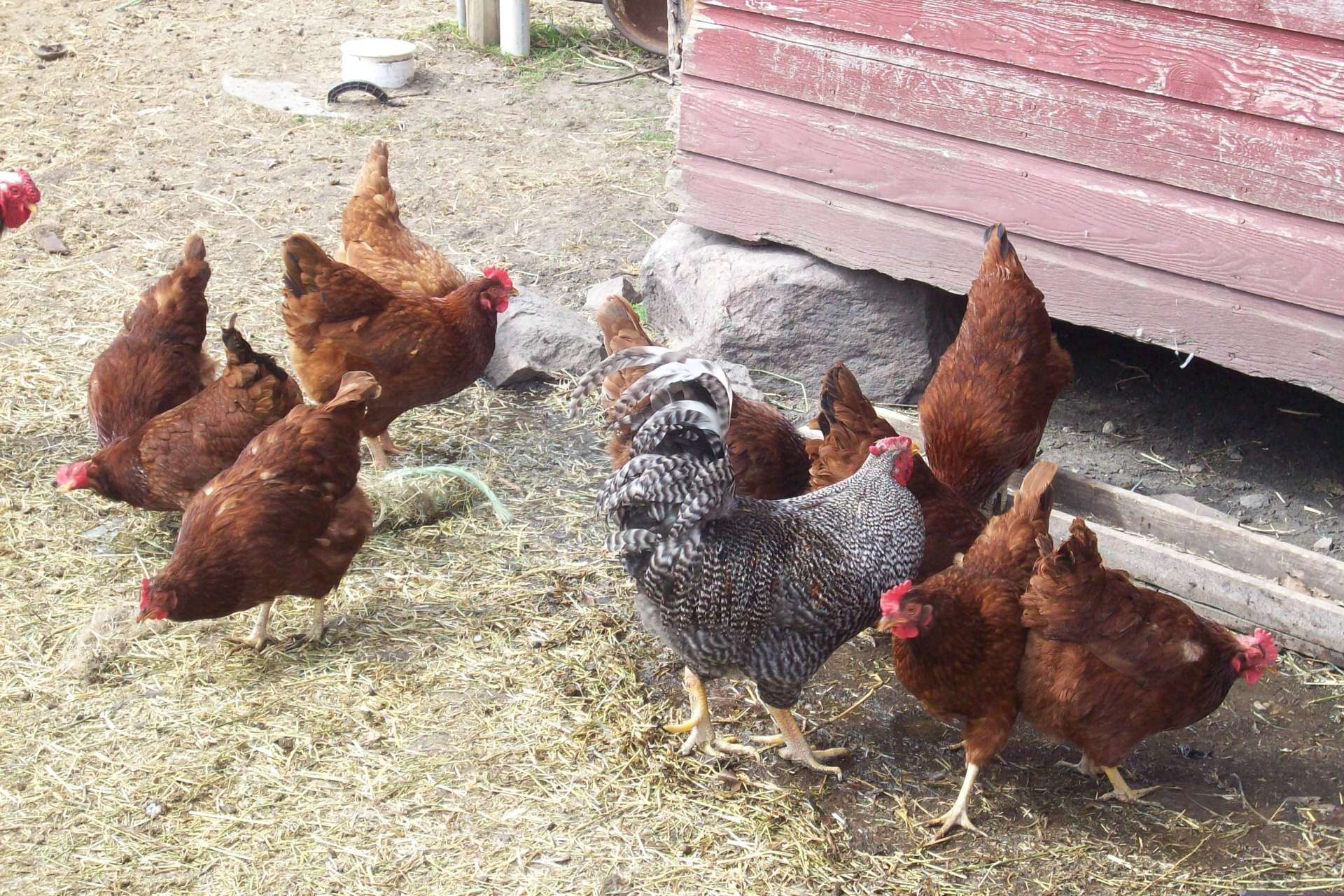 Feeding Your Barnyard Friends