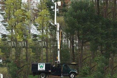 Services | Hampden MA | Wallace Tree service