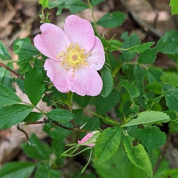 What's that Flower?