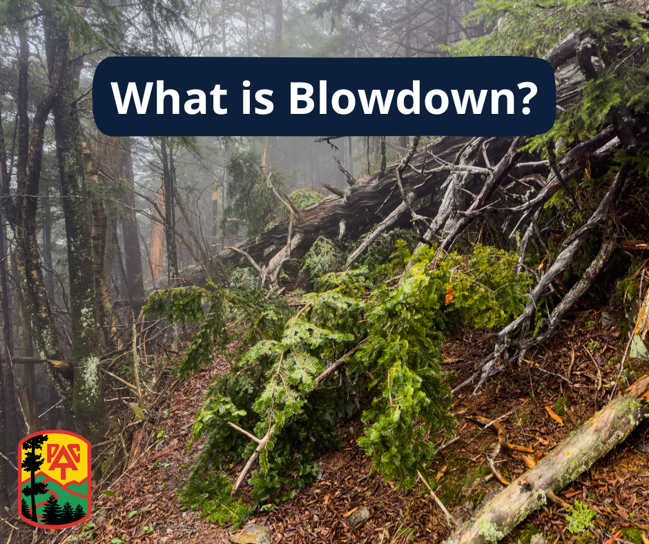 The Importance of Trail Maintenance: Understanding Blowdowns in Hiking