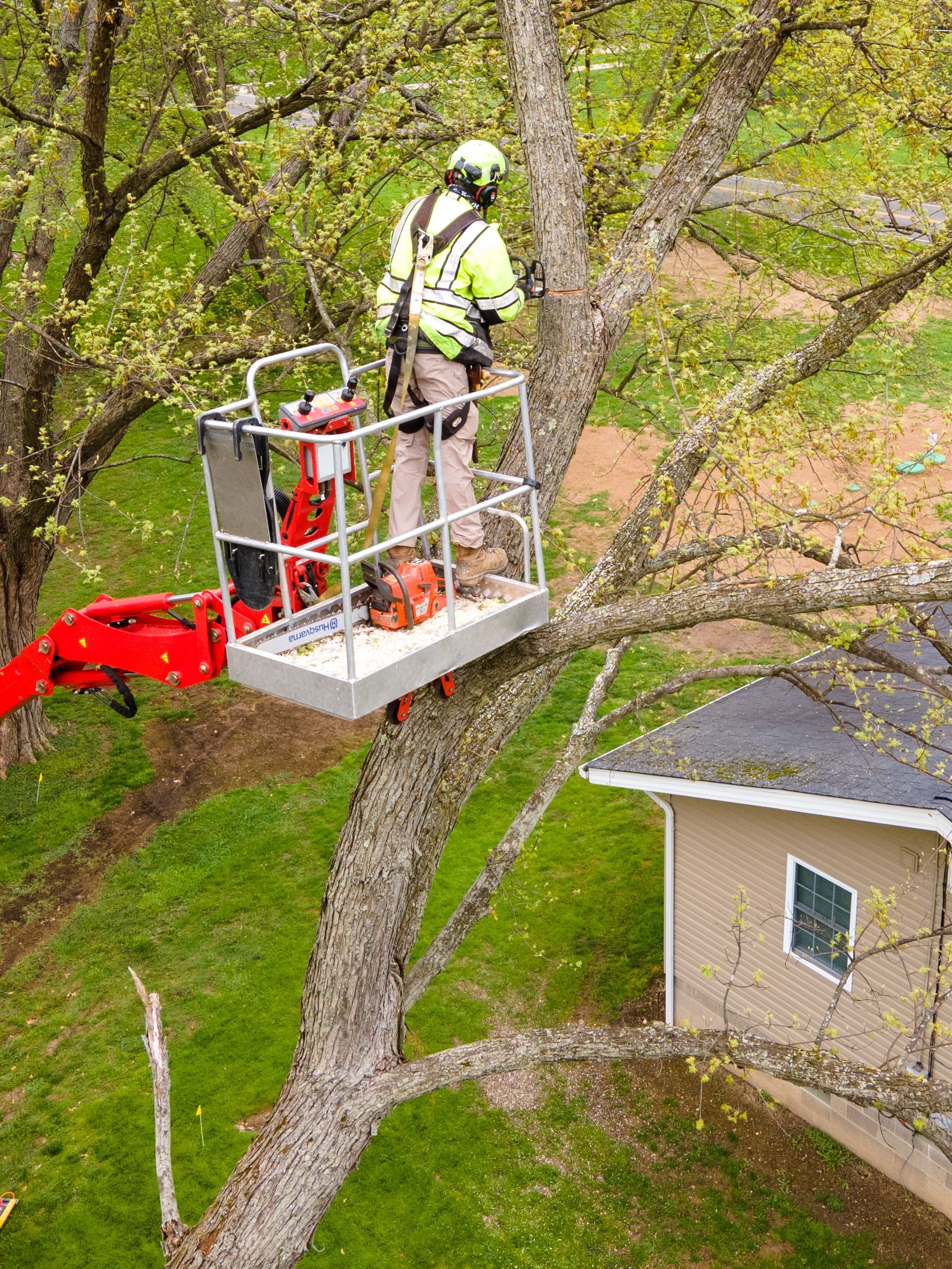 Tree Services | Titan Arbor Care | Arborist | Northeast Ohio