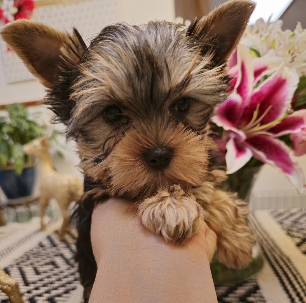 Yorkie Breeder | Suzabel's Yokies | Southern California