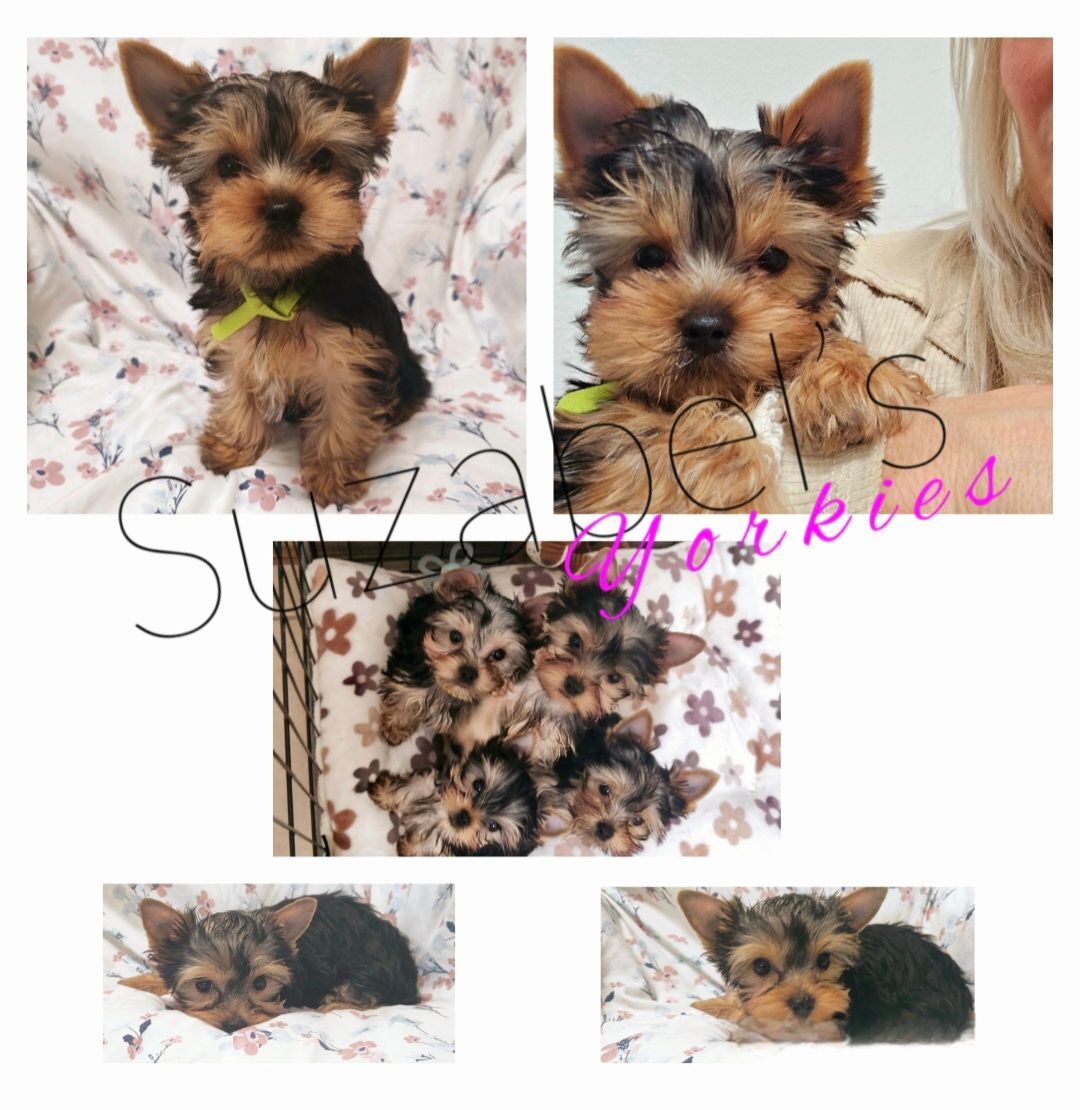 Available Puppies & Retired Yorkies
