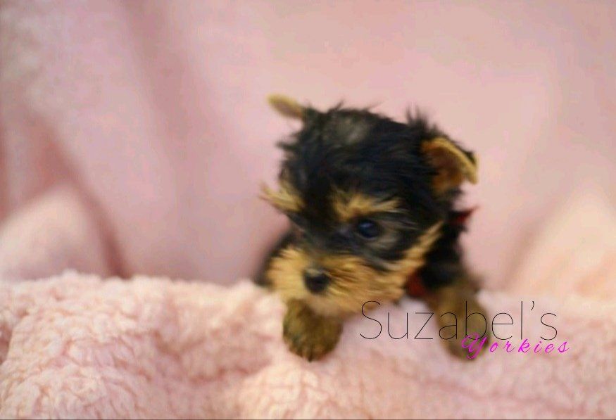 Available Puppies & Retired Yorkies