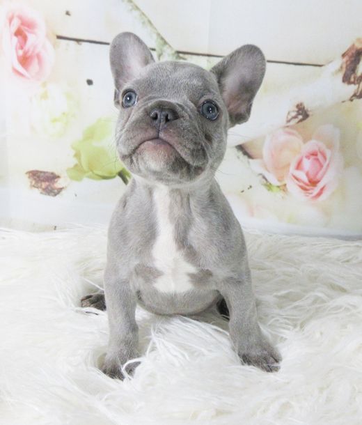 High Desert's French Bulldogs- World's Smallest Purebred Frenchies