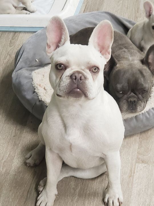 High Desert's French Bulldogs- World's Smallest Purebred Frenchies