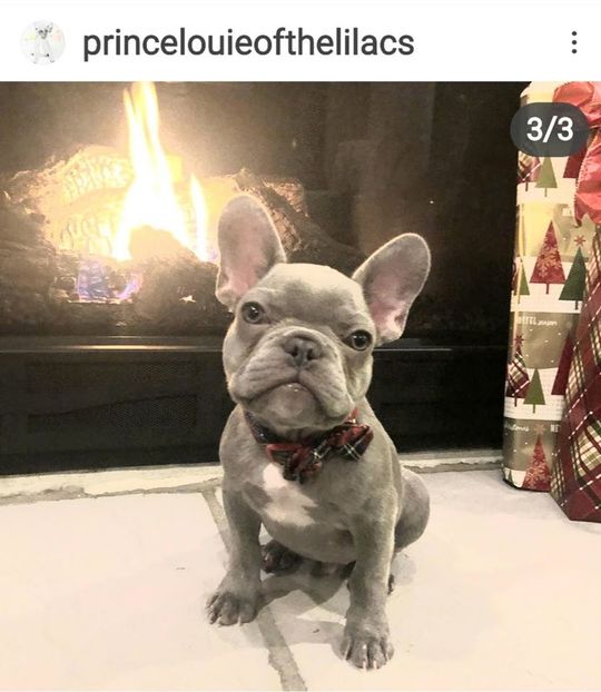 High Desert's French Bulldogs- World's Smallest Purebred Frenchies