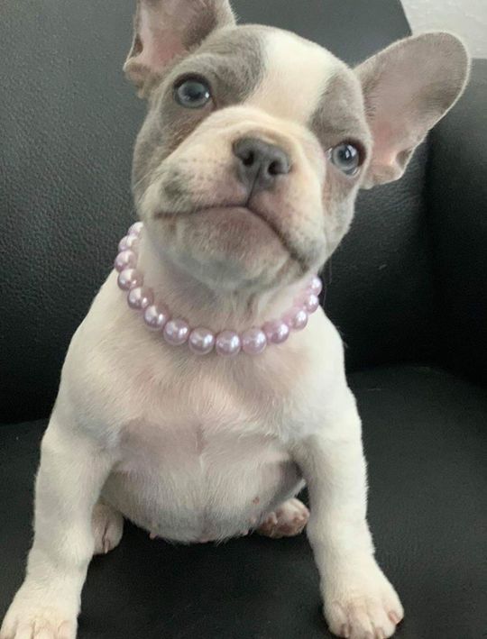 High Desert's French Bulldogs- World's Smallest Purebred Frenchies