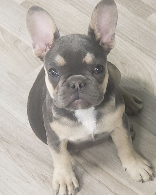 High Desert's French Bulldogs- World's Smallest Purebred Frenchies