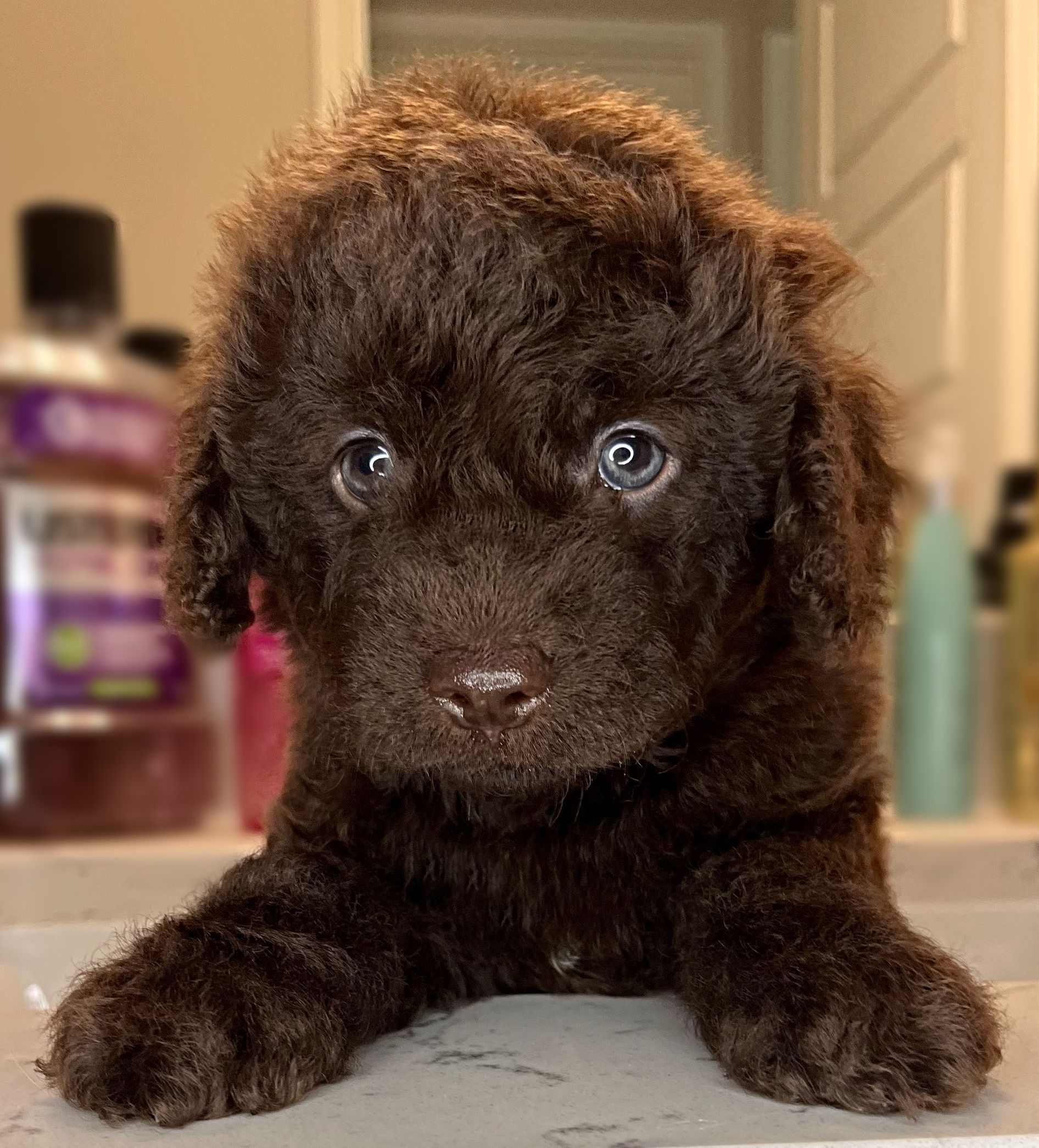 Available Doods Reserve a Dood Today Em's Doods