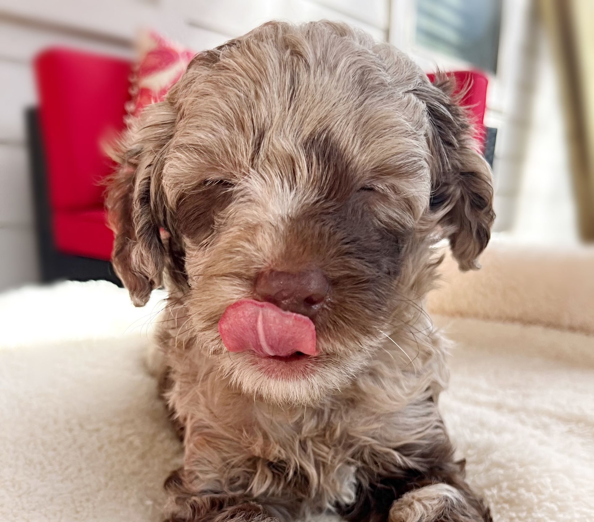 What is basic puppy training? | Em's Doods