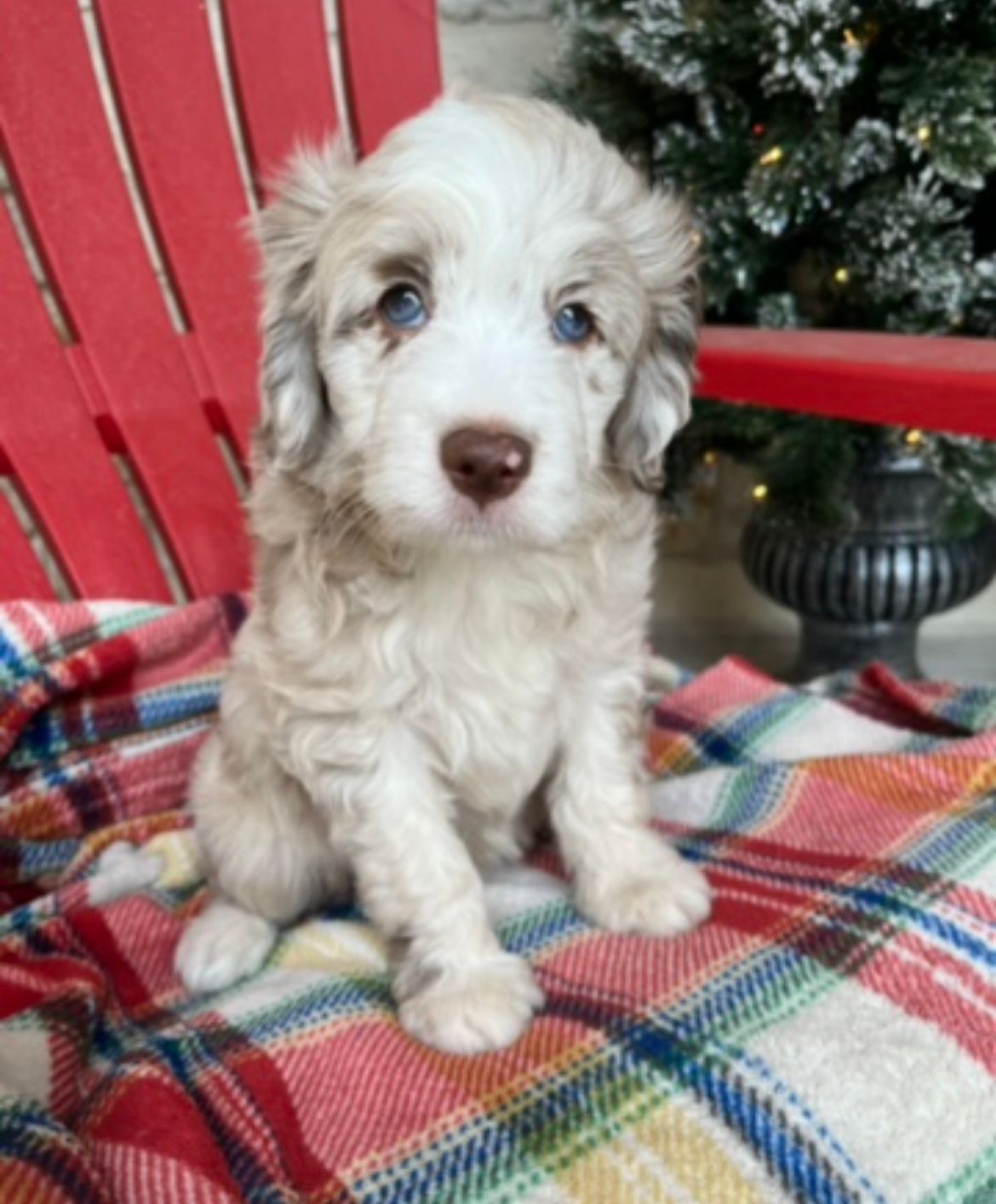 Doods From Previous Litters Em's Doods