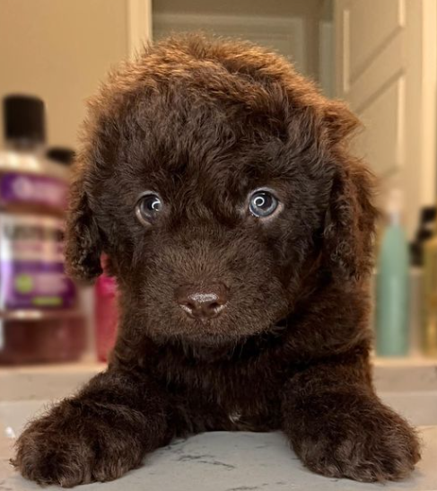 What are a doodles basic grooming needs? | Em's Doods