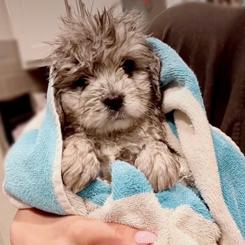 Basic Doodle grooming needs | Em's Doods