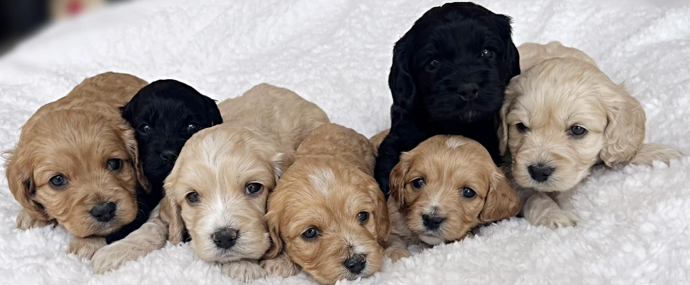 Dood Blog Information About Doods Em's Doods